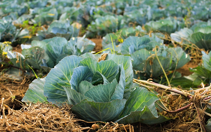 Cameron Highland Vegetable Supplier | Fresh Select Sdn Bhd